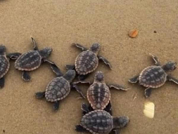 Florida’s Sea Turtle Nesting Season Underway: Residents Urged To Help ...
