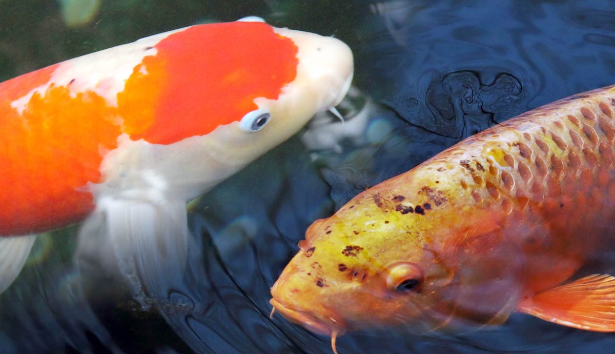 7 Koi Fish Varieties: What to Know