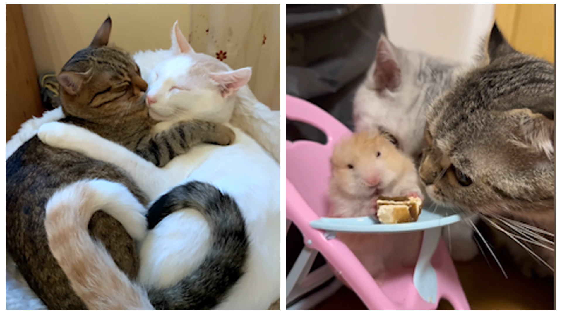 🐱 Try Not to Laugh – Funniest Cat Moments Ever! 🤣