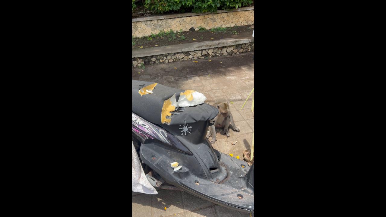 Monkey Caught Destroying Moped Seat