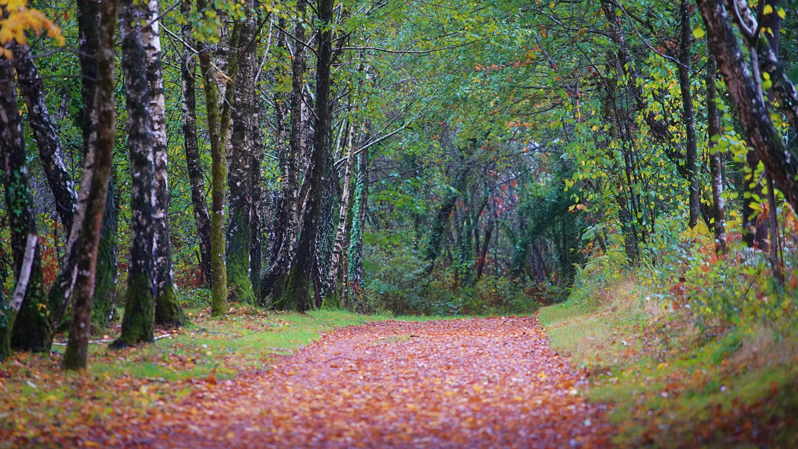 Les forêts françaises en danger : quels sont les trois scénarios ...