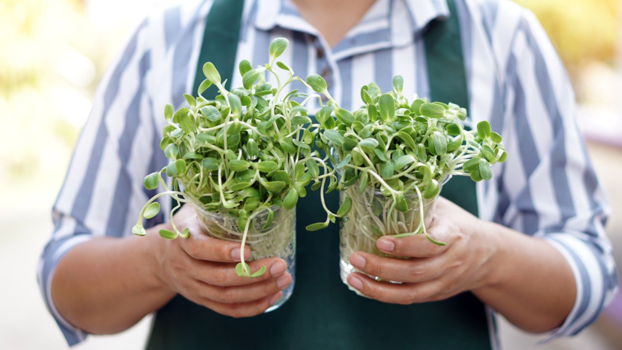 DIY Sprouts- How to Make Them at Home for a Fraction of the Cost