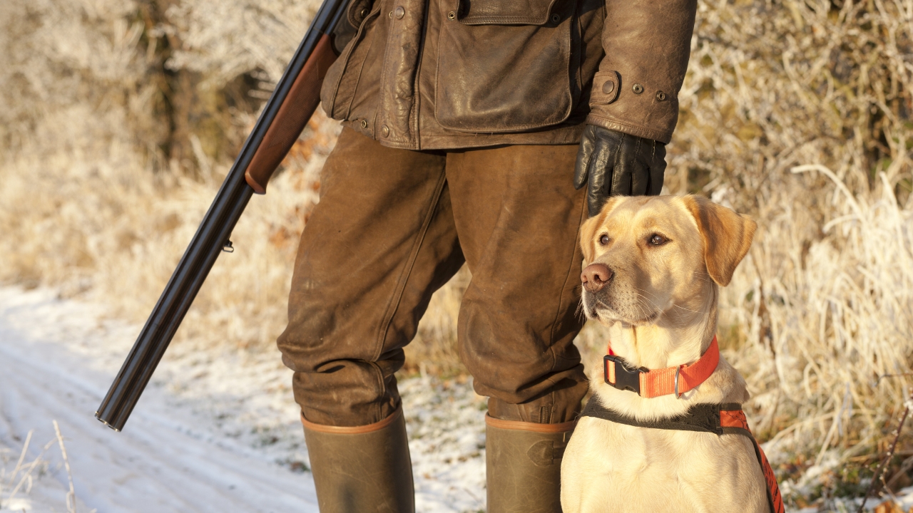 The Best Hunting Dogs for Tracking and Retrieving Game