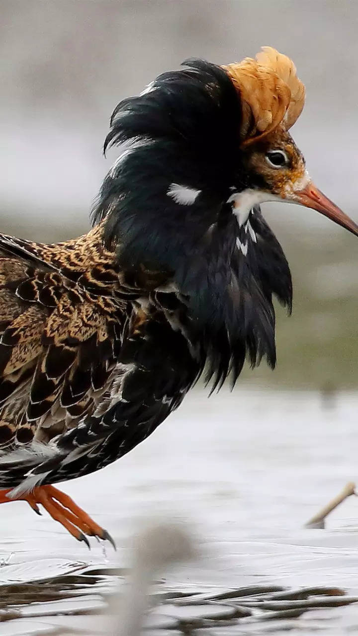 Birds that start with R