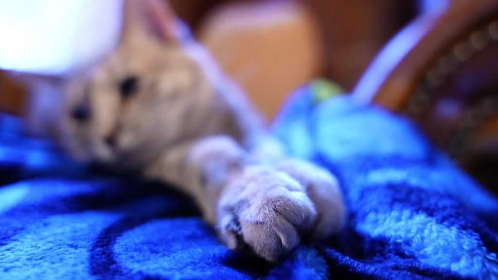 Bill seeks to outlaw practice of declawing cats in Minnesota