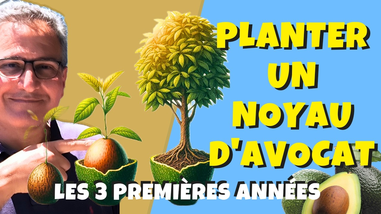 Comment Faire Germer un Noyau d'Avocat – Suivez 3 Ans d'Évolution