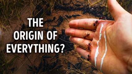 Why You Should Be Way More Afraid of Ants