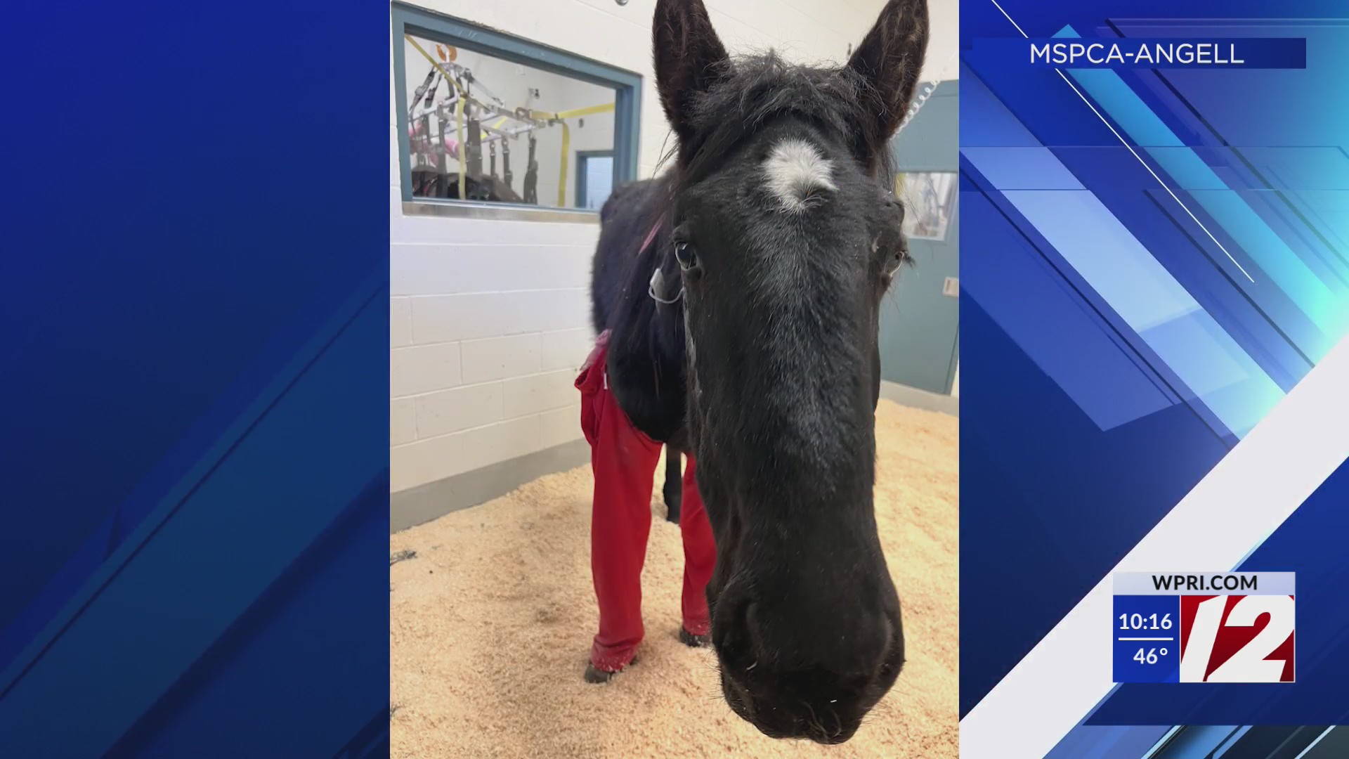 MSPCA rehabilitating severely emaciated horse