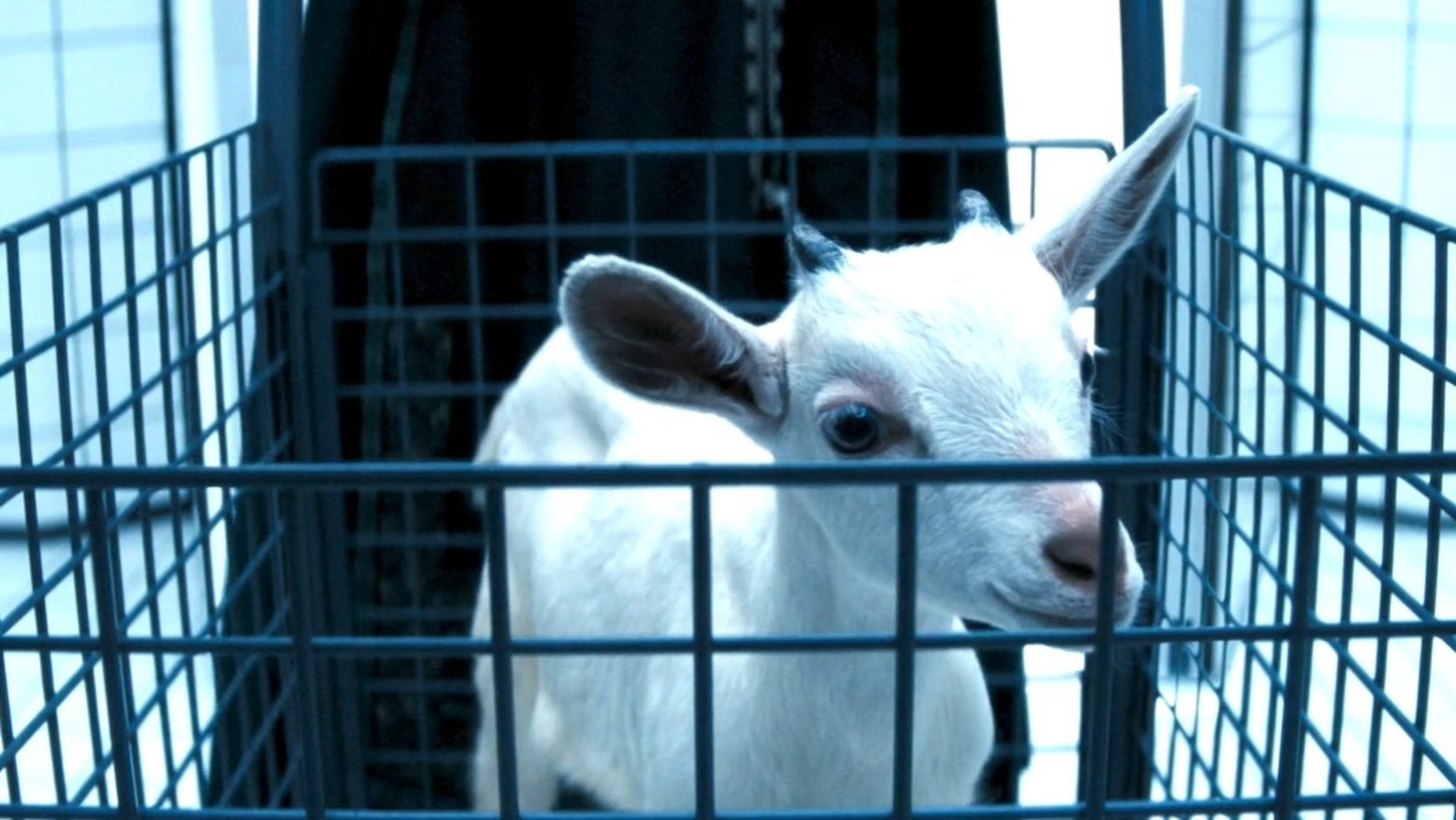 'Severance' finally explained the goats (but also raised new questions ...