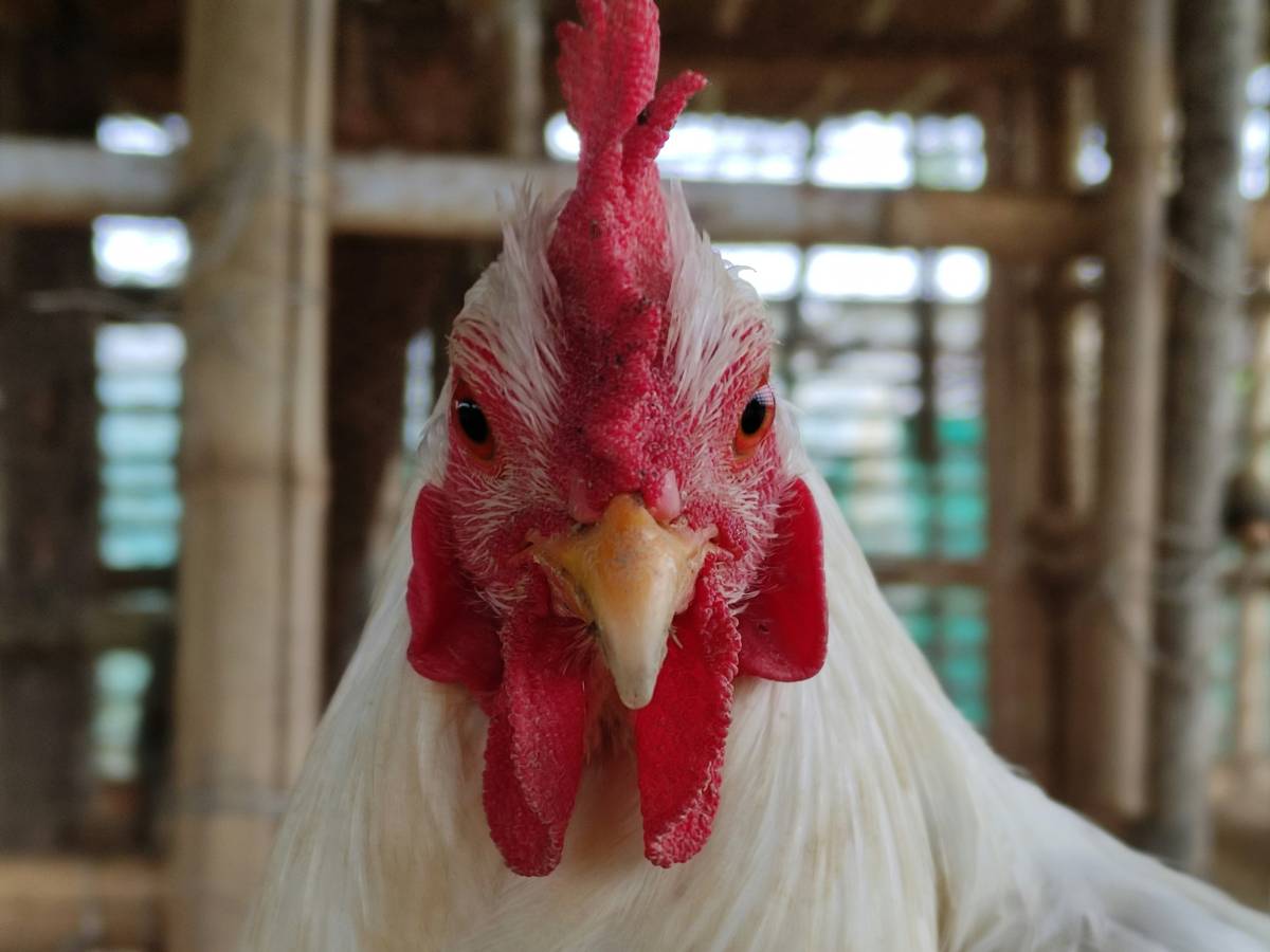 La gallina è un animale intelligente, lo si capisce da come... fa le uova