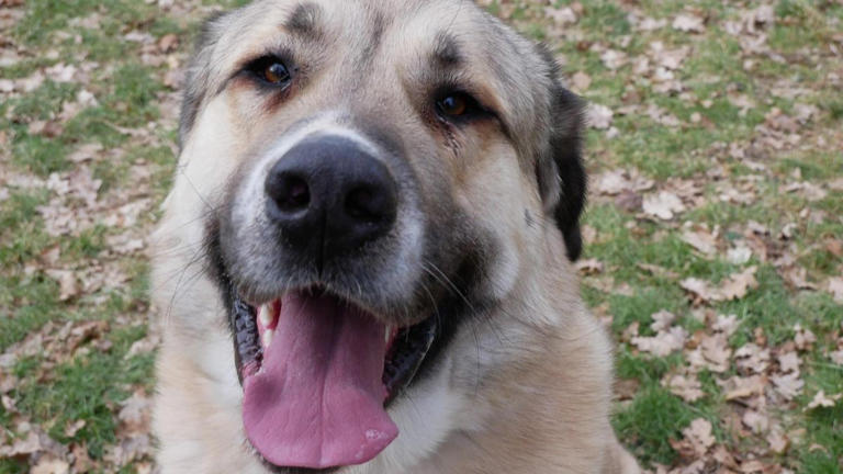 Attraktiv und ungebunden: Aslan & Kral suchen Partner fürs Leben