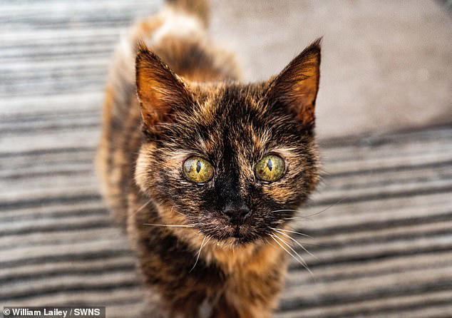Owner shares secrets of world's oldest cat on its 30th birthday