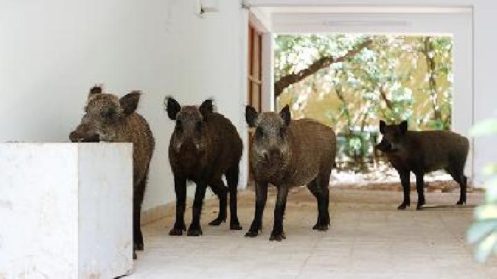 5 Film Horor Indonesia Bertema Babi Ngepet