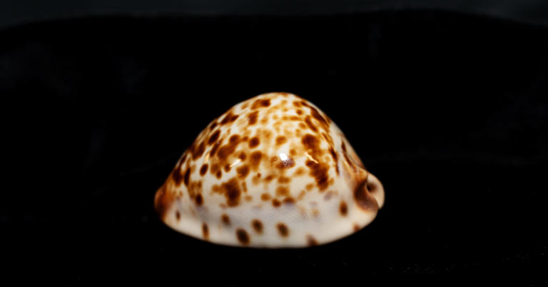 Sanibel shell museum: This glossy shell is one of the rarest in the world