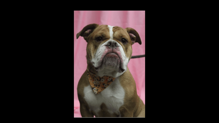 Buttercup the Bulldog Needs Rescue to Find Her Forever Home