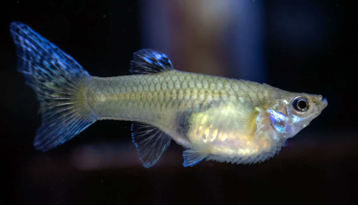 Dropsy in Pet Fish: Symptoms, Treatment, and Prevention