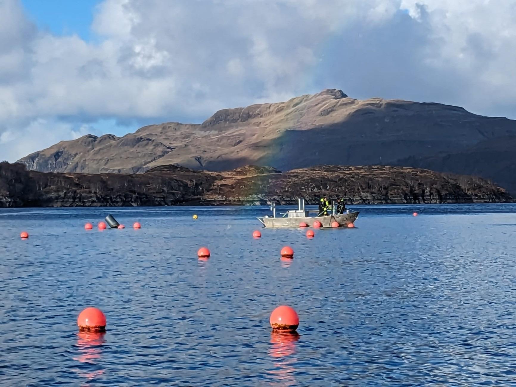 Kelp extract can help promote healthy soil biology and crop resilience