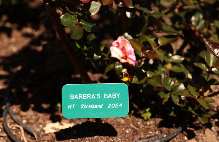 Barbra Streisand names new rose discovered in her garden. Here's how to ...