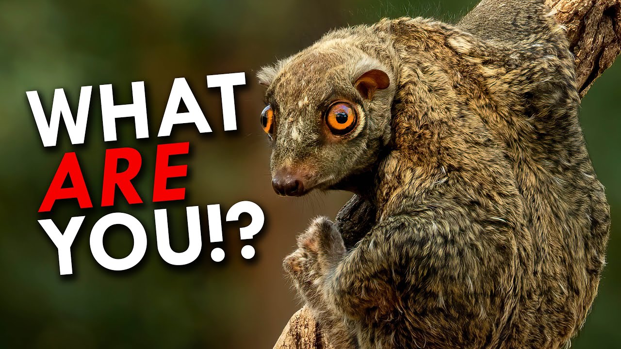 The Colugo Is The Strangest Animal You’ve Never Heard Of