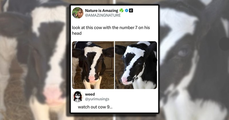 20+ Moovelous Farm Animal Memes for Farmers Farming Wholesome LOLs