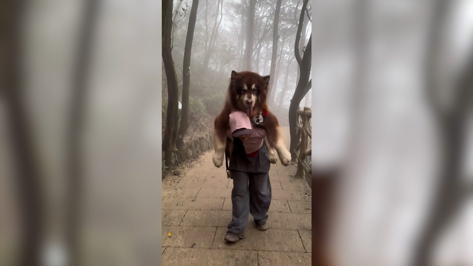 Watch this dedicated dog owner carry her huge pooch down a mountain