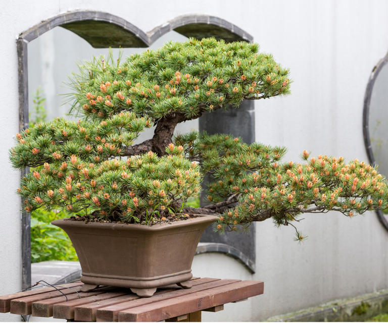 Where to place a bonsai tree to bring balance and abundance to your home