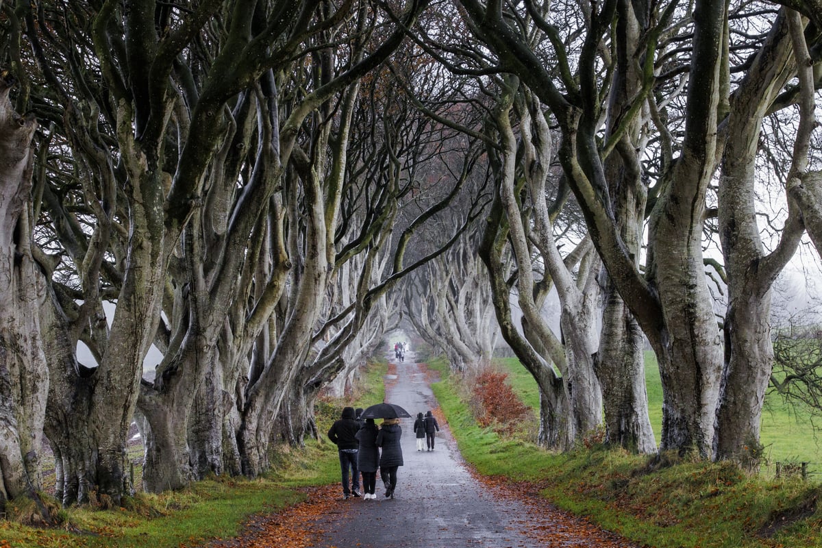 Trees made famous by Game Of Thrones ‘coming to end of their natural lives’