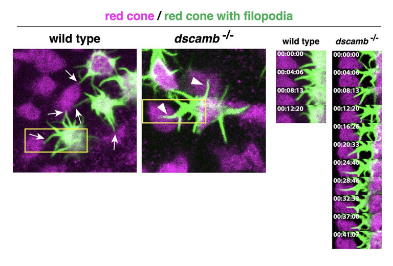 Solving a mystery in vision science: Zebrafish study shows how retinal ...