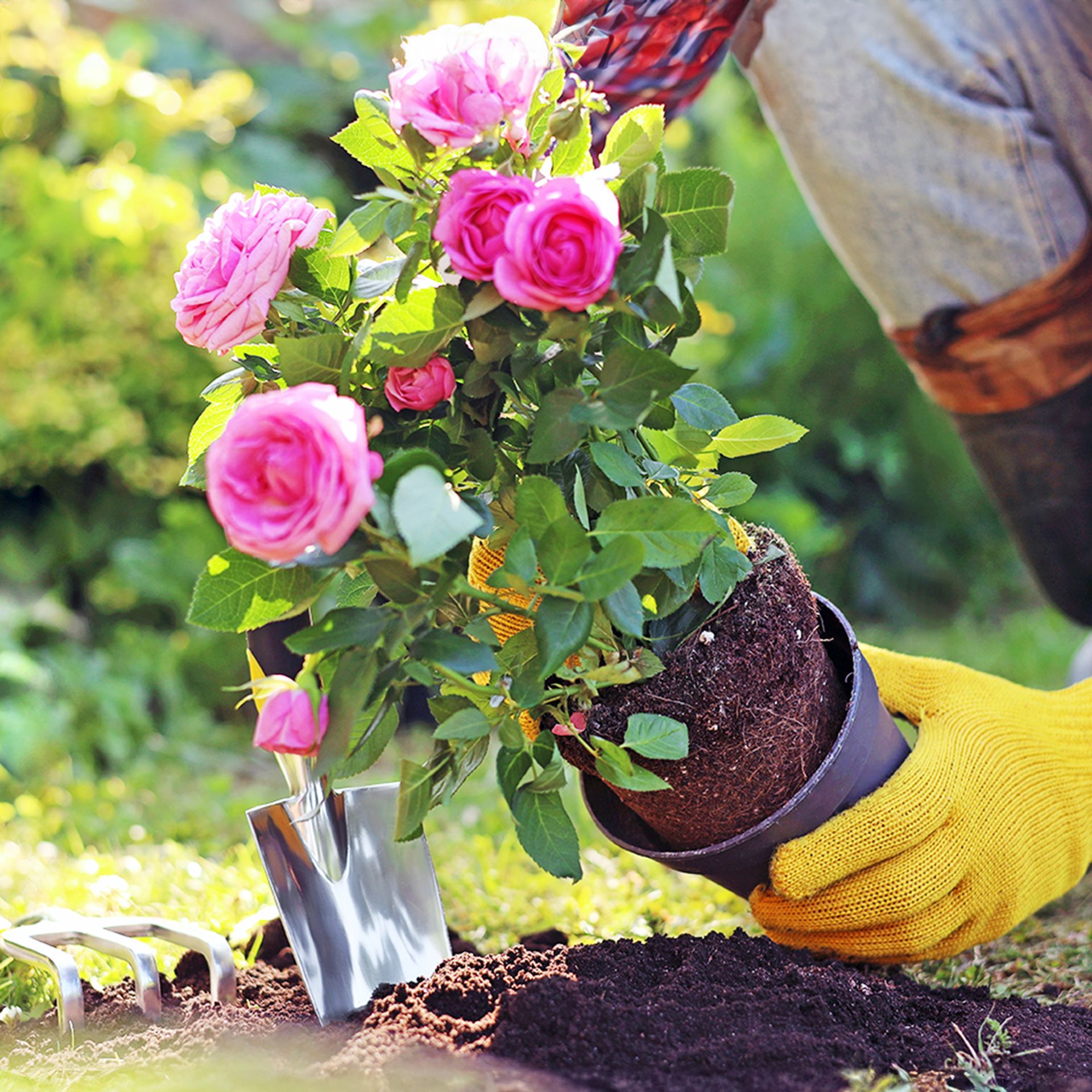 When To Plant Roses: The Best Time For Your Climate And Rose Type