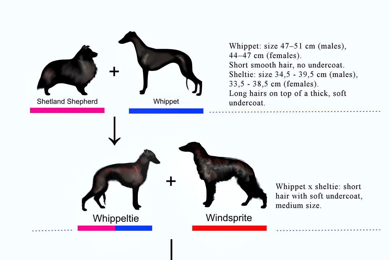 7 Reasons We Should Be Breeding Better Dogs and Not Just Cuter Ones