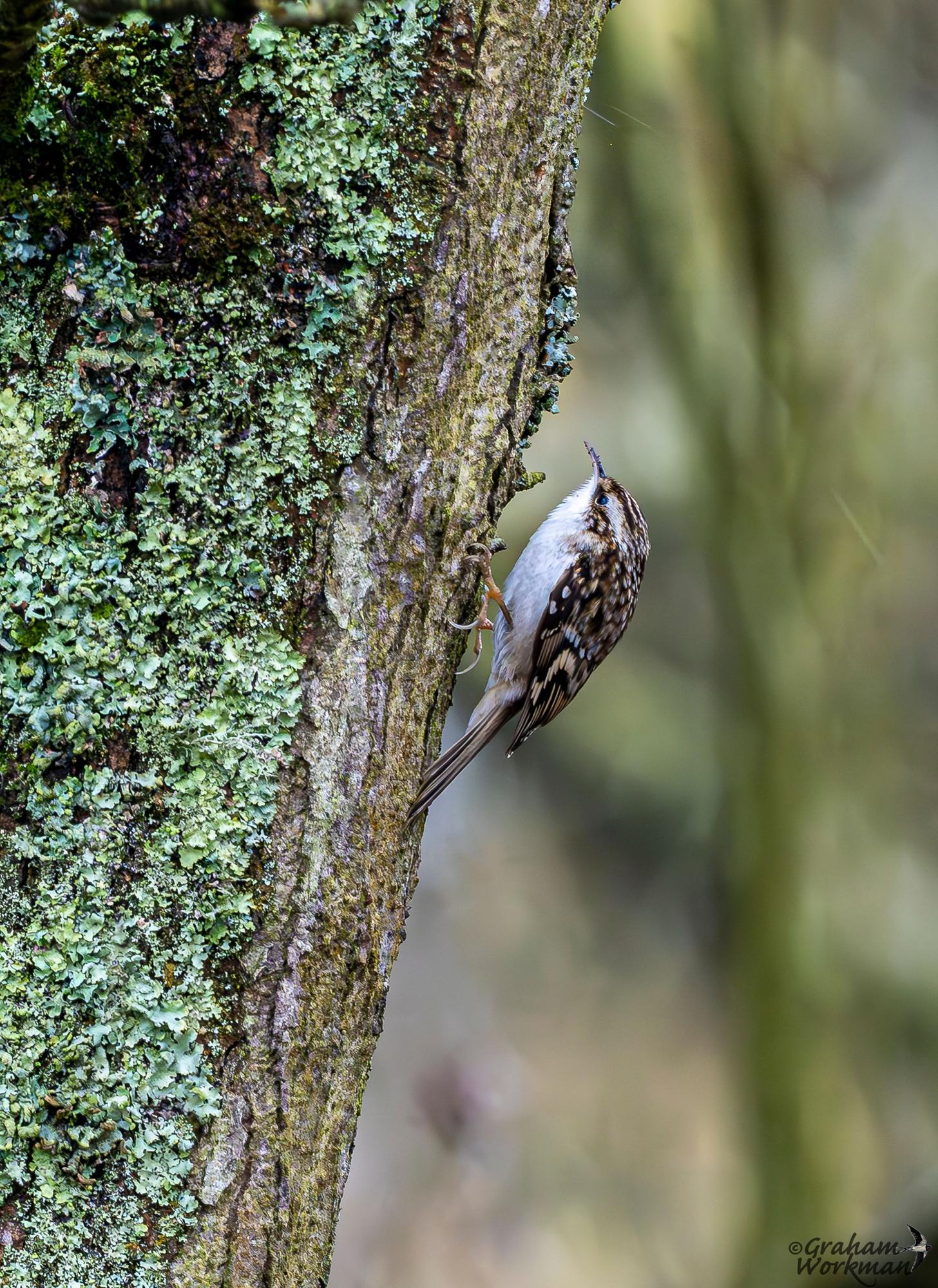 Graham Workman column: The Treemouse