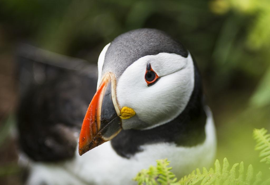 Excitement building on Rathlin Island as the iconic Puffins make their annual return to the Island