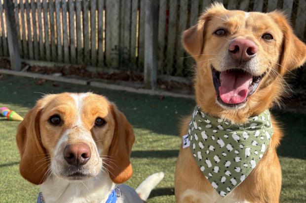 Five rescue dogs looking for their forever homes who have received "no ...