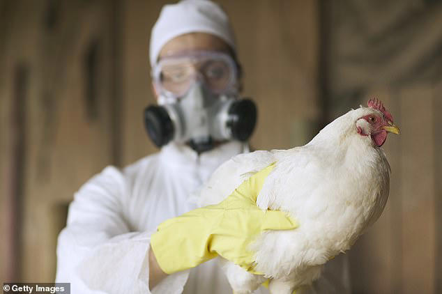 Bird flu could be 'next pandemic' - after alarming 'twist', officials