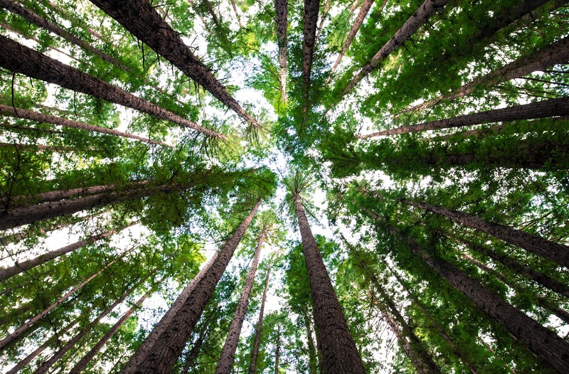 Angoulême : 22 arbres centenaires de la place New York vont être ...