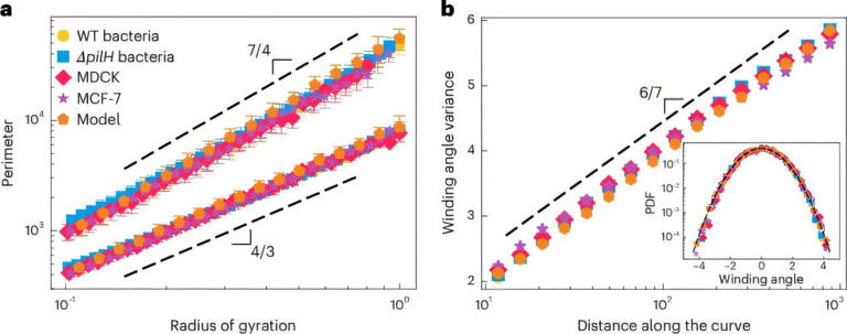 Study finds universality in moving cells—a discovery that could impact ...