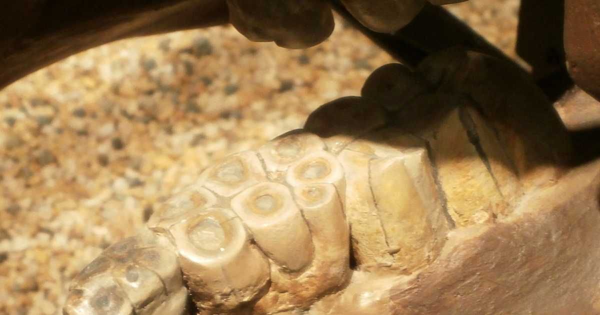 145 Million Years Old Fossil Teeth of Early Mammals Shocks ...