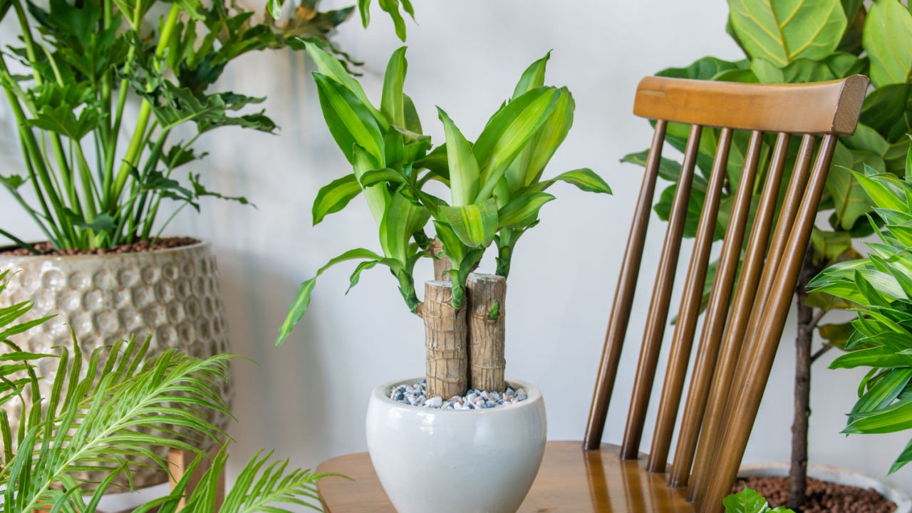 The 15 Best Large Indoor Plants for Your Home