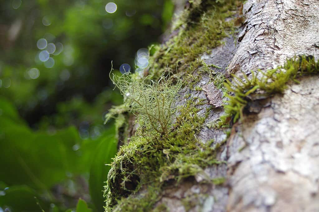 11 Hidden Ecosystems Scientists Just Discovered