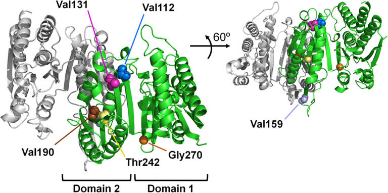Scientists uncover how enzymes evolved to function at low temperatures
