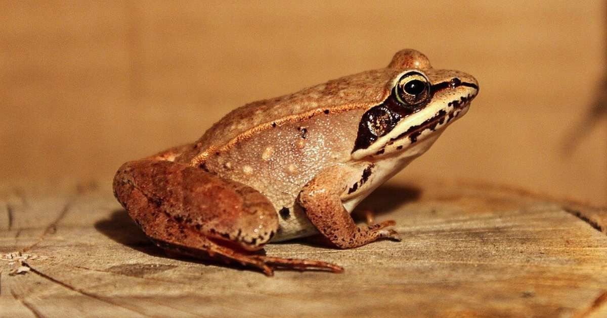 Archeologists Baffled to Find 46-Foot-Long Ditch With 8,000 Frog and ...