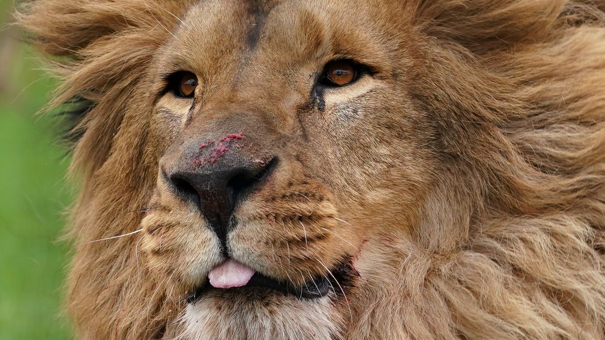 Animal sanctuary opens ‘forever home’ for five lions rescued from Ukraine