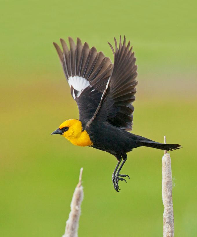 All About Bird Wings and Flight Feathers