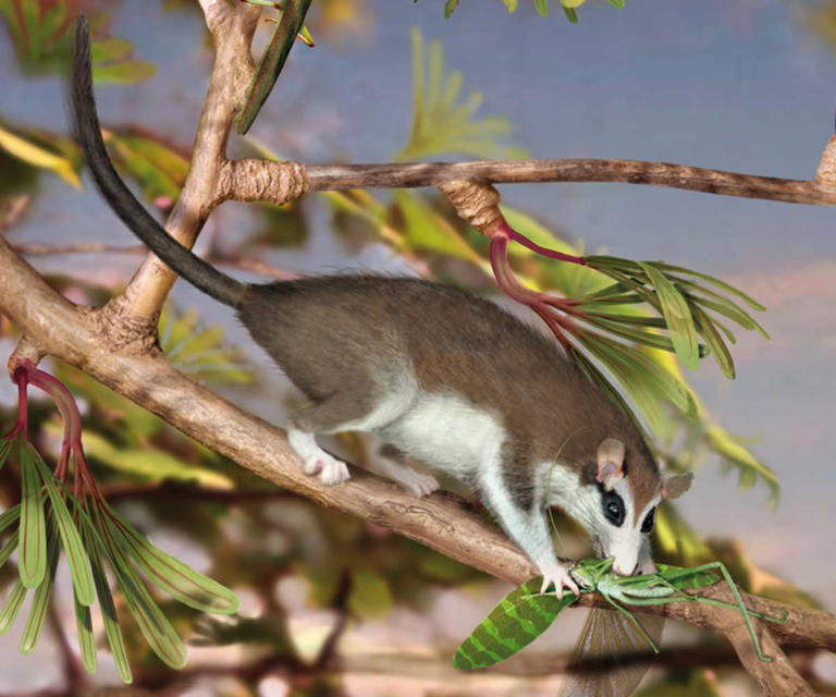 145 Million Years Old Fossil Teeth of Early Mammals Shocks ...