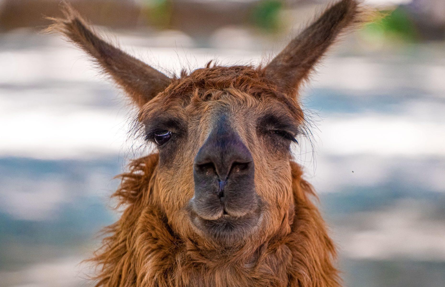 Humor animal: 50 fotos imperdibles que van de lo adorable a lo cómico