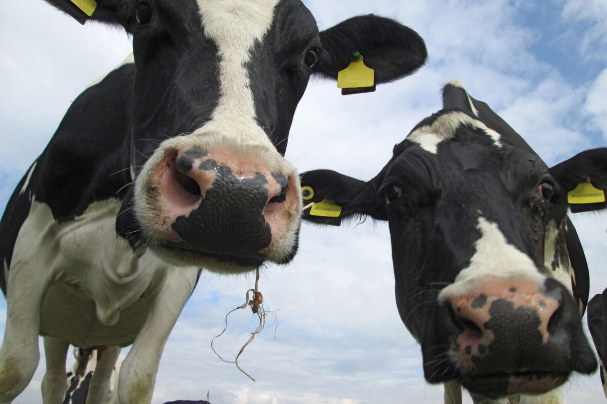 Cows Have Best Friends – and the Way They Show It Will Melt Your Heart