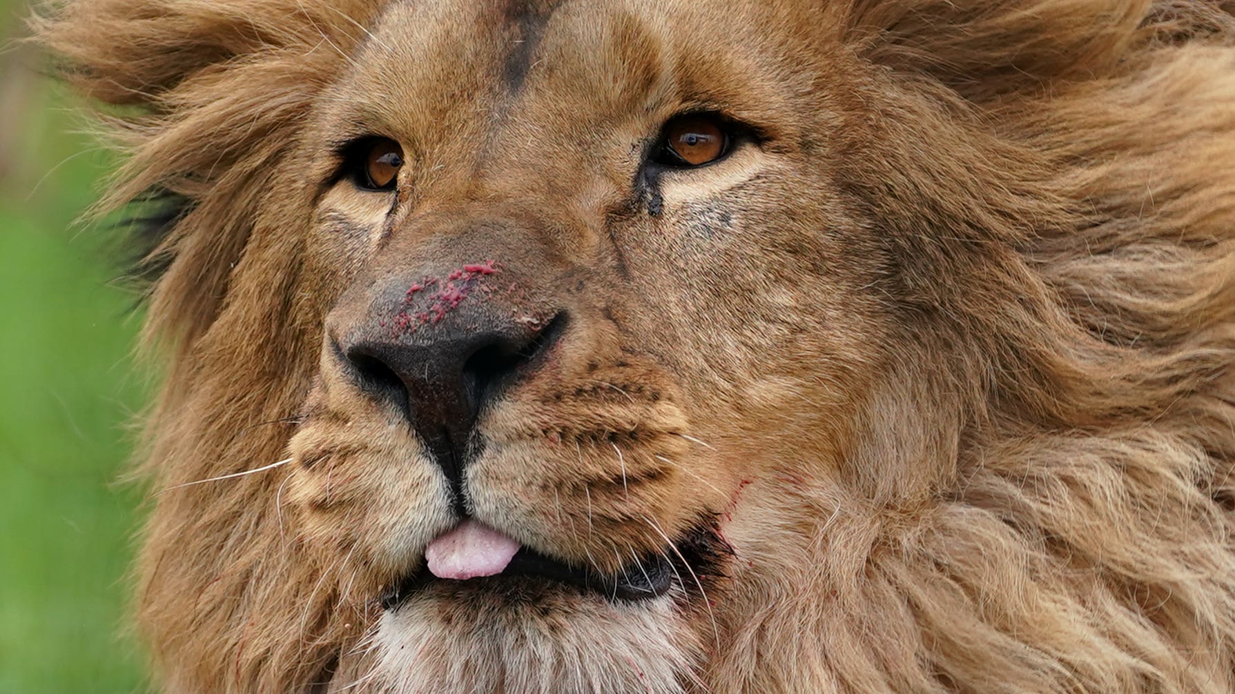 Animal sanctuary opens ‘forever home’ for five lions rescued from Ukraine