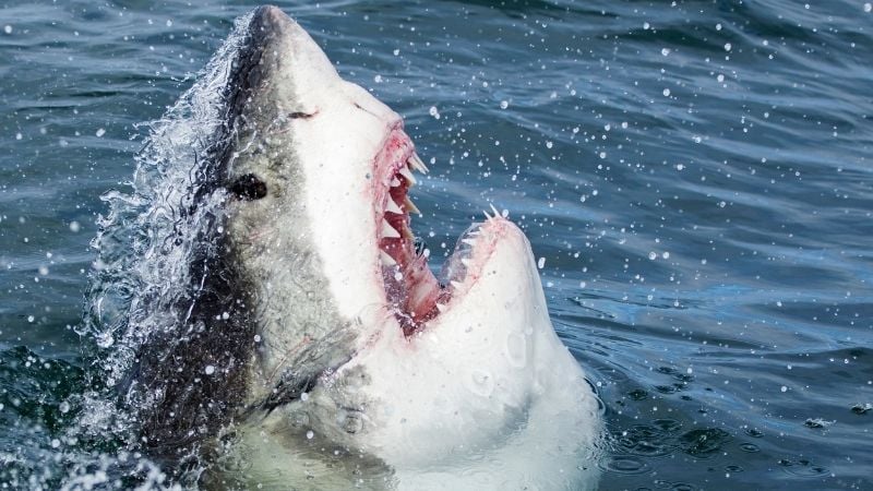 Shark Thriller ‘Shiver’ Sets Summer Splash for 2026