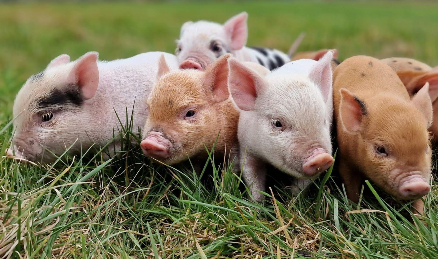 Bucks miniature pig breeder issues warning over adoption scam