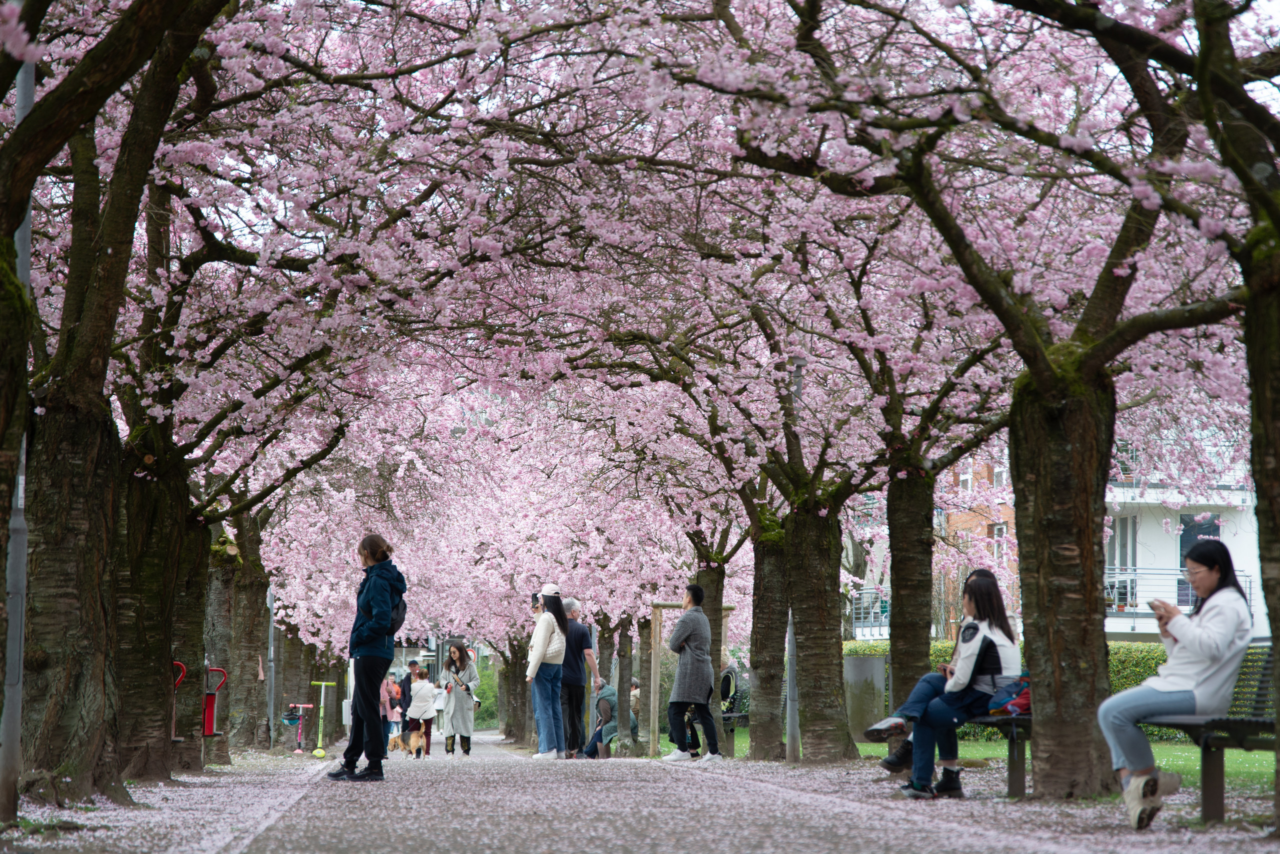 The beauty of spring around the world